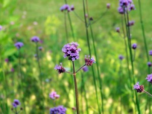 verbena-meadow-effect – Gardeners Tips