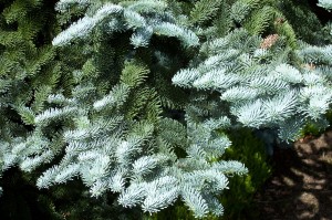 Choice Blue Conifers – Gardeners Tips