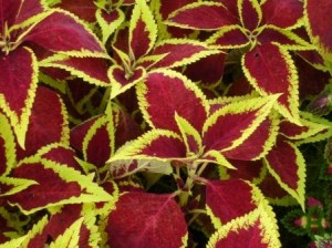 Colourful Coleus Tips – Gardeners Tips