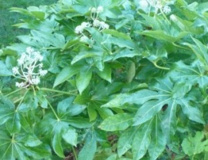 Fastia – Fastia Japonica – Gardeners Tips