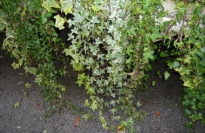 Uses for Ivy – Gardeners Tips