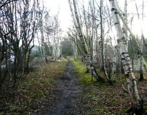 Silver Birch – 8 Species Review – Gardeners Tips