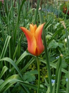 Lily Flowered Tulips – Gardeners Tips