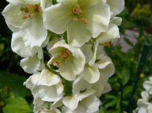 White Verbascum and White Mulleins – Gardeners Tips