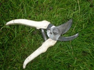Secateur and Secateurs Tips – Gardeners Tips
