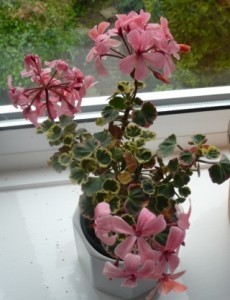 Dwarf Pelargonium aka Geranium – Gardeners Tips