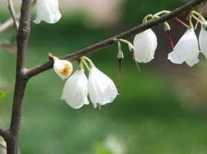 Silverbells and Snowdrop Trees The Halesia – Gardeners Tips