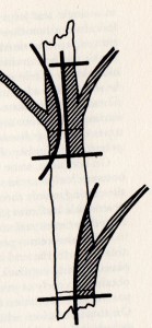 leaf-axil – Gardeners Tips