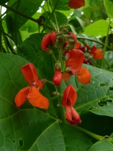 Runner Bean Organic Feast – Gardeners Tips