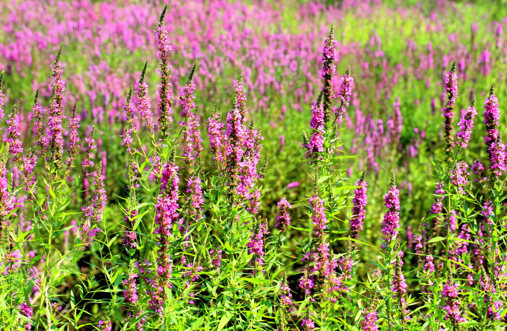 Lythrum Loosestrife – Gardeners Tips