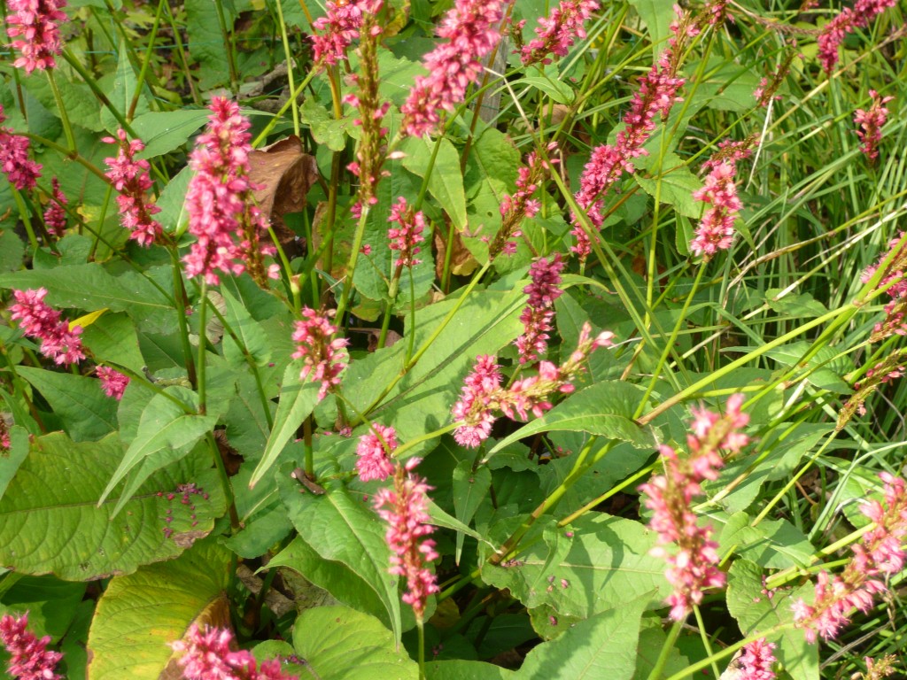 Help with Growing Persicaria – Gardeners Tips