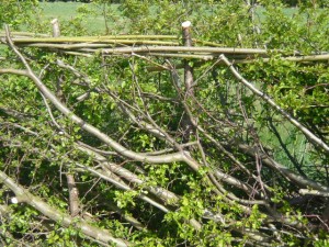Hawthorn – Root and Branch Review – Gardeners Tips