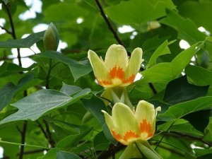 Tulip Tree – Root and Branch Review – Gardeners Tips