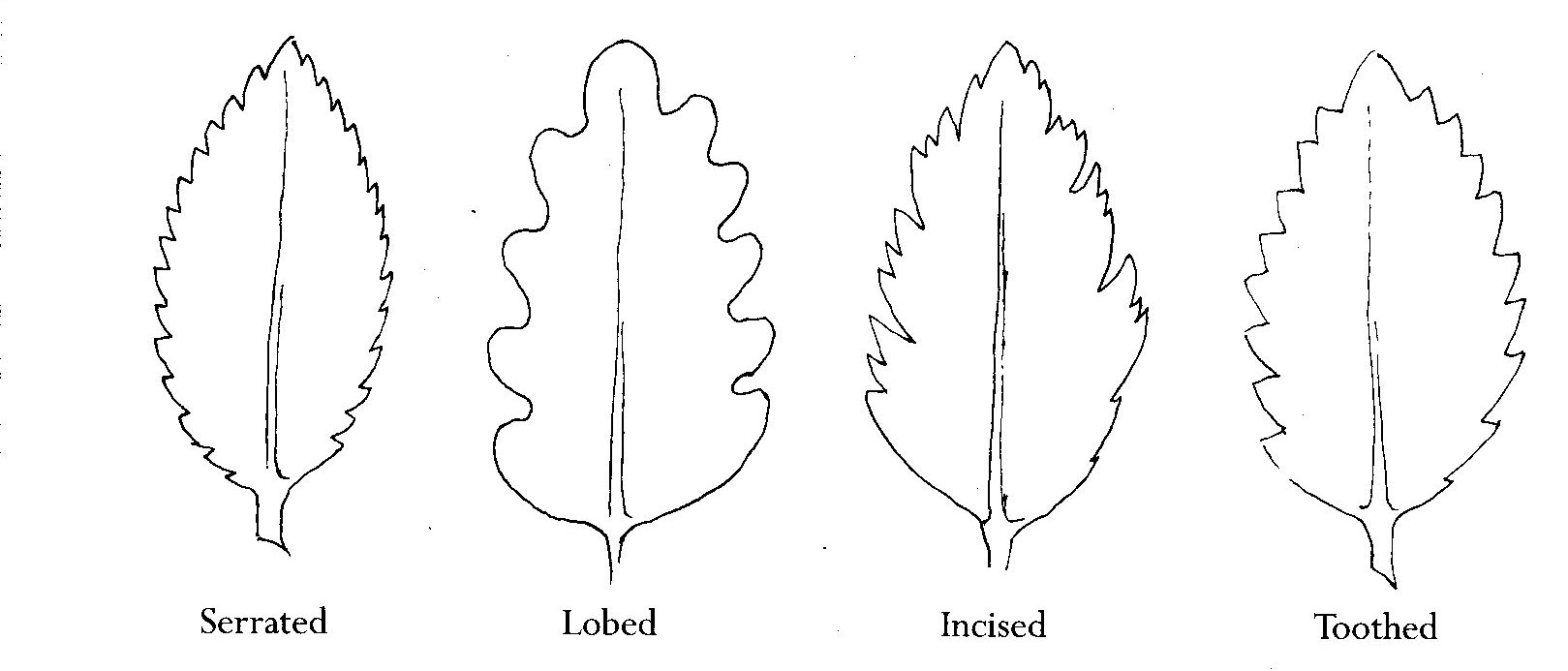 Tree Leaf Design, Shape and Function – Gardeners Tips
