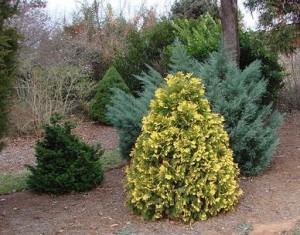 Golden & Yellow Conifers for Your Garden – Gardeners Tips