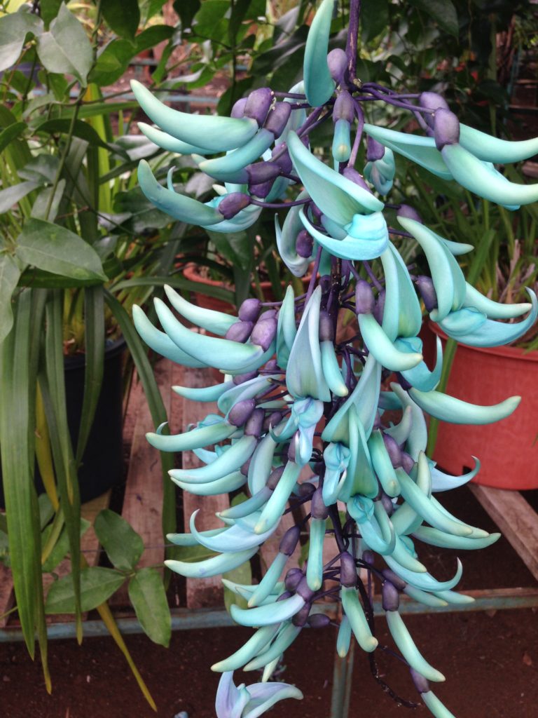 Strongylodon macrobotrys. – Gardeners Tips