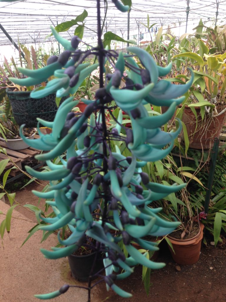 Strongylodon macrobotrys. – Gardeners Tips