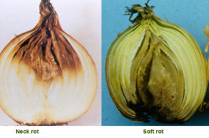 Storage Rot of Tubers and Bulbs – Gardeners Tips