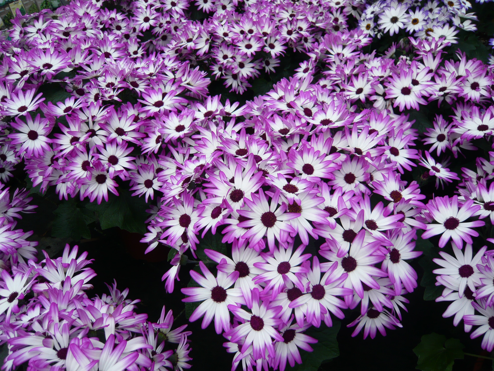 New Photos of Senicio or Senetti – Gardeners Tips