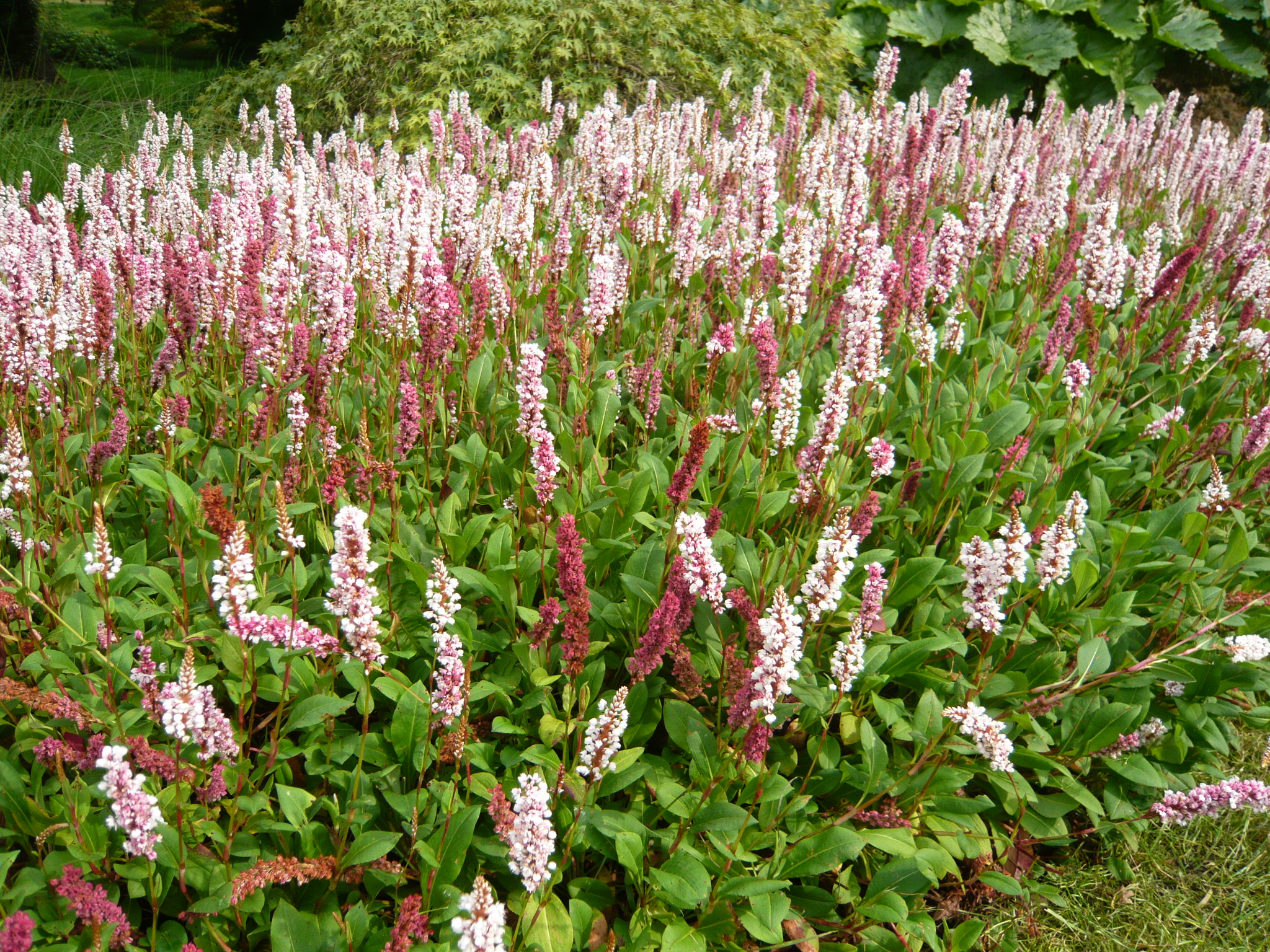 Persicaria Knotweeds – Gardeners Tips