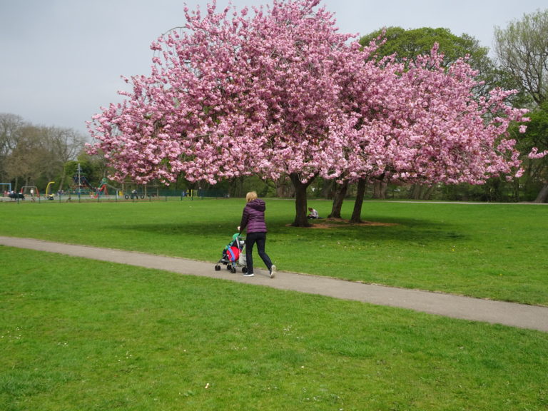 Prunus & Flowering Cherry Facts – Gardeners Tips