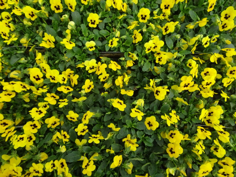 Happy Smiling Viola Faces – Gardeners Tips