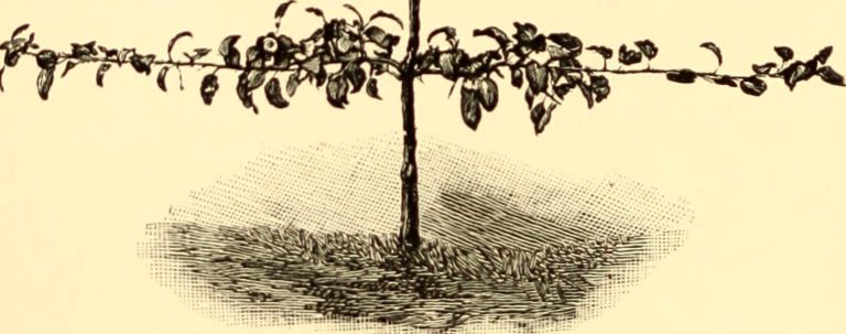 Stepover Fruit to Save Space – Gardeners Tips