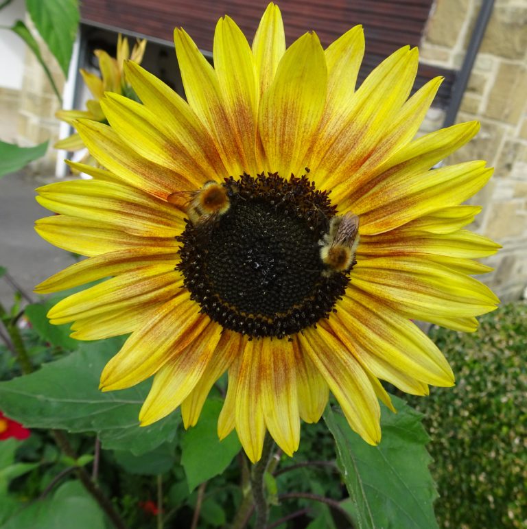 First time Sunflower Success Diminishes – Gardeners Tips