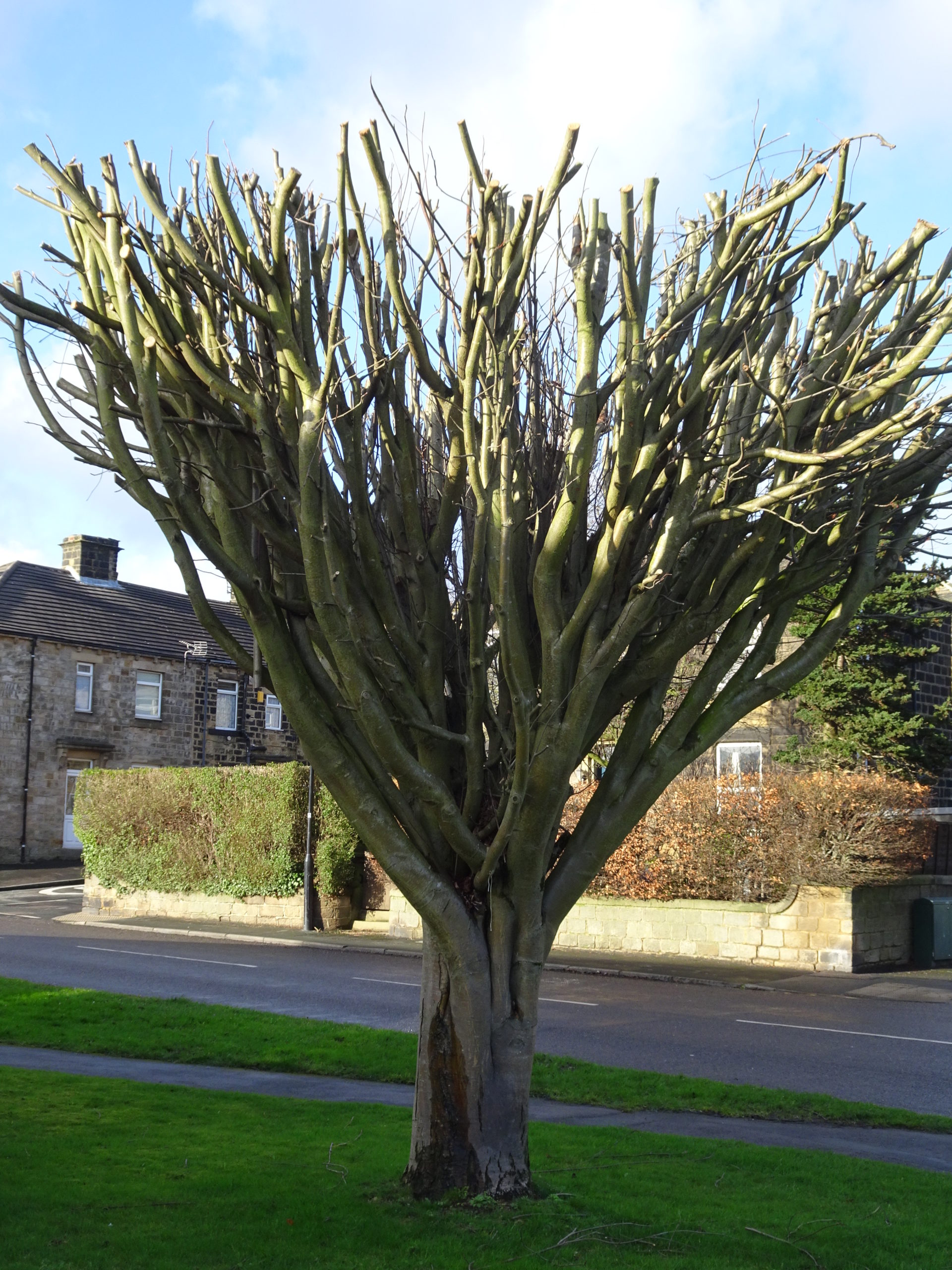 Extreme Pruning Trees in February – Gardeners Tips