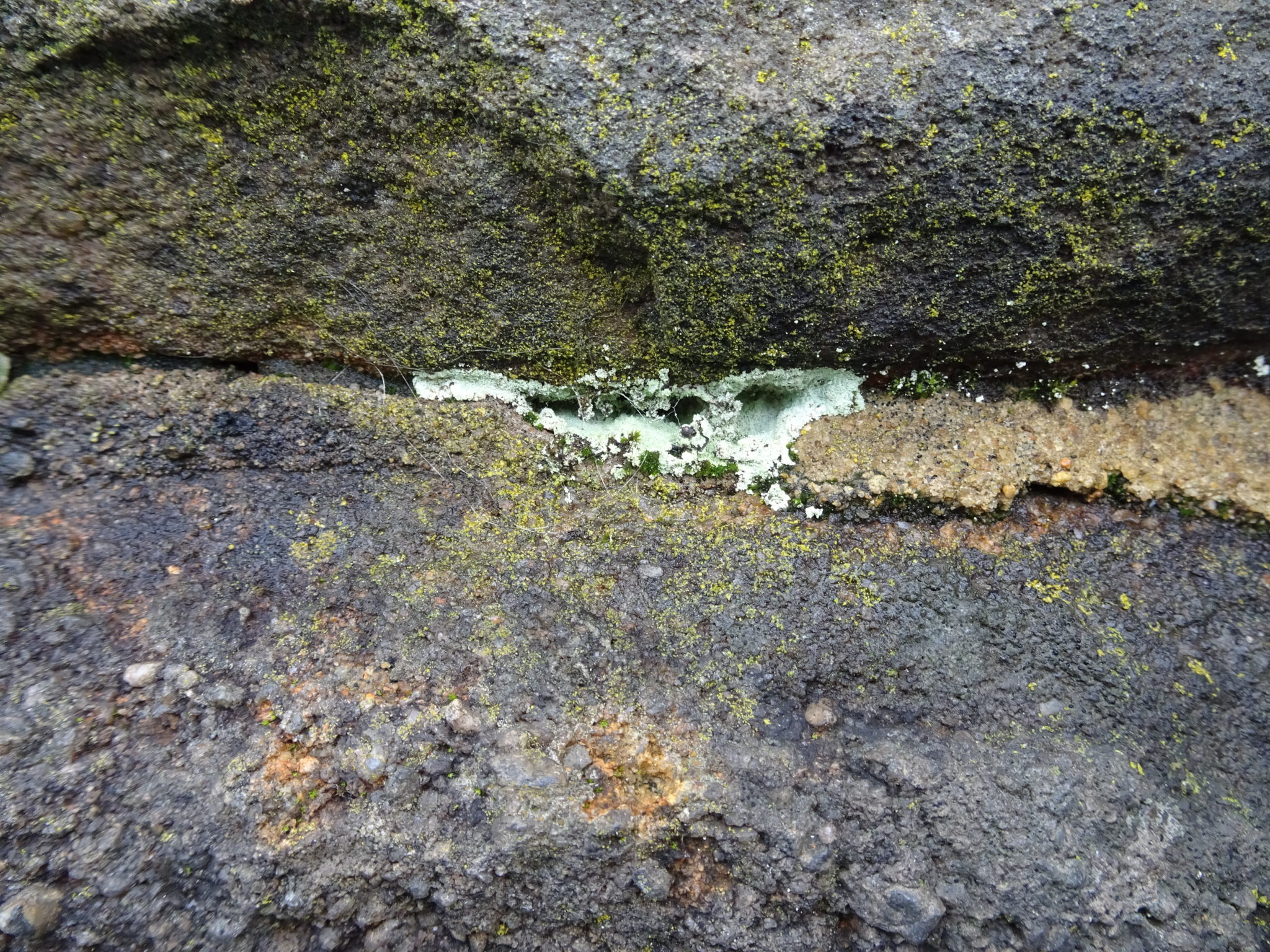 Litchen or Lichen and Some Interesting Facts – Gardeners Tips