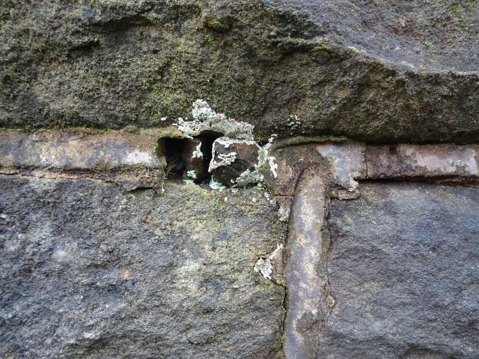 Litchen or Lichen and Some Interesting Facts – Gardeners Tips