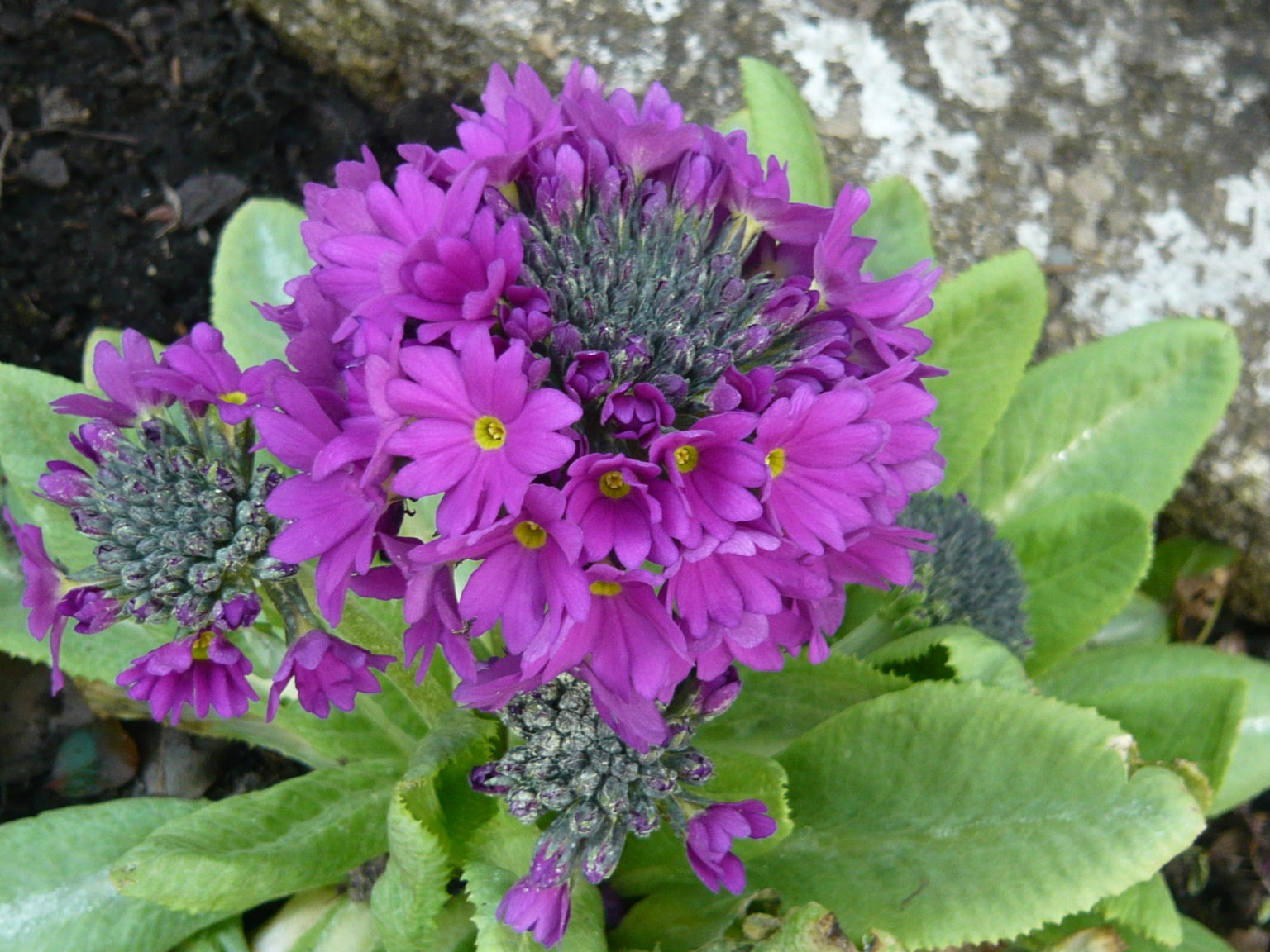 Primulas – Gardeners Tips