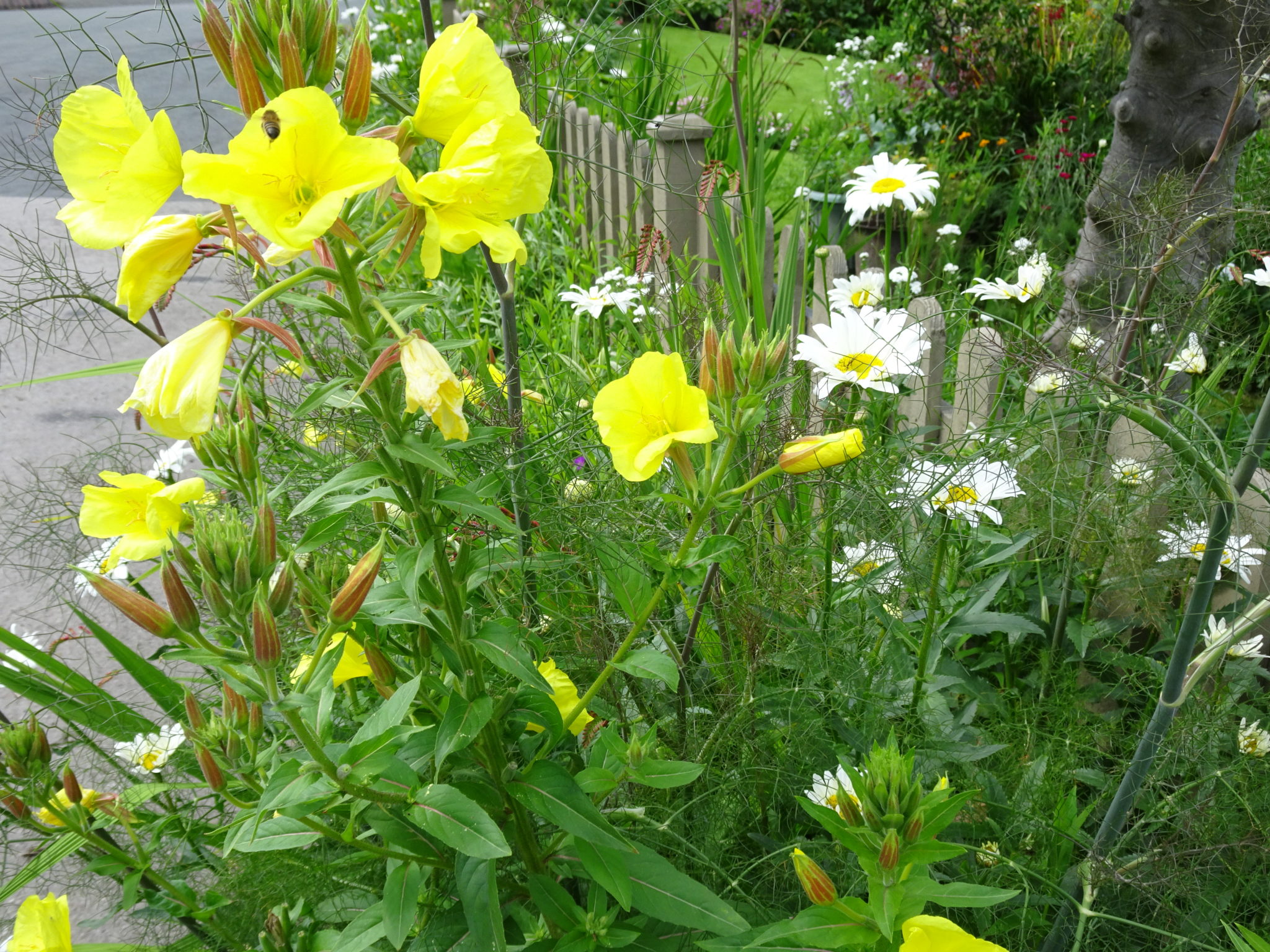 Oenothera biennis Our Evening Primrose – Gardeners Tips