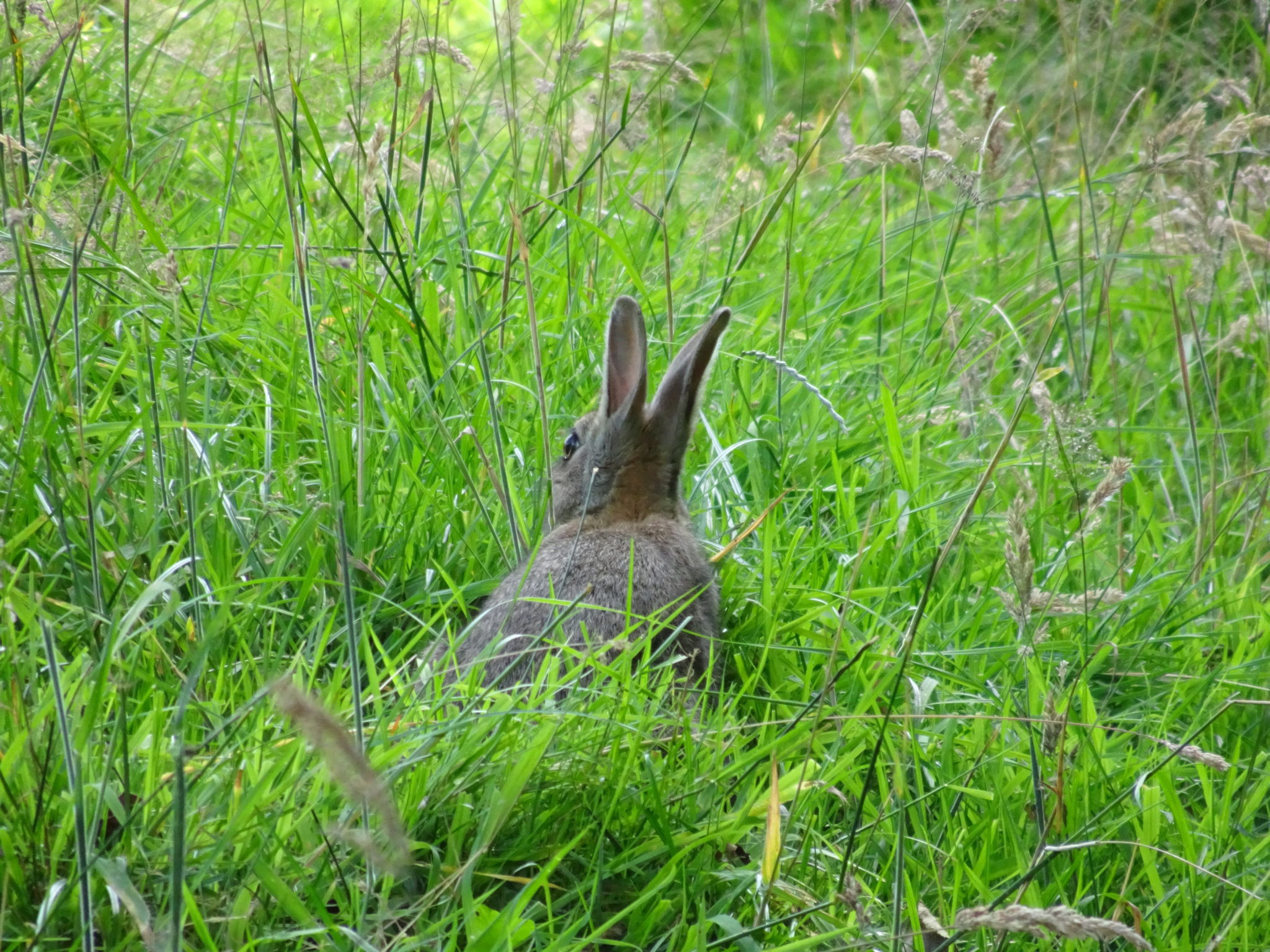 Rabbit Pests not Pets – Gardeners Tips