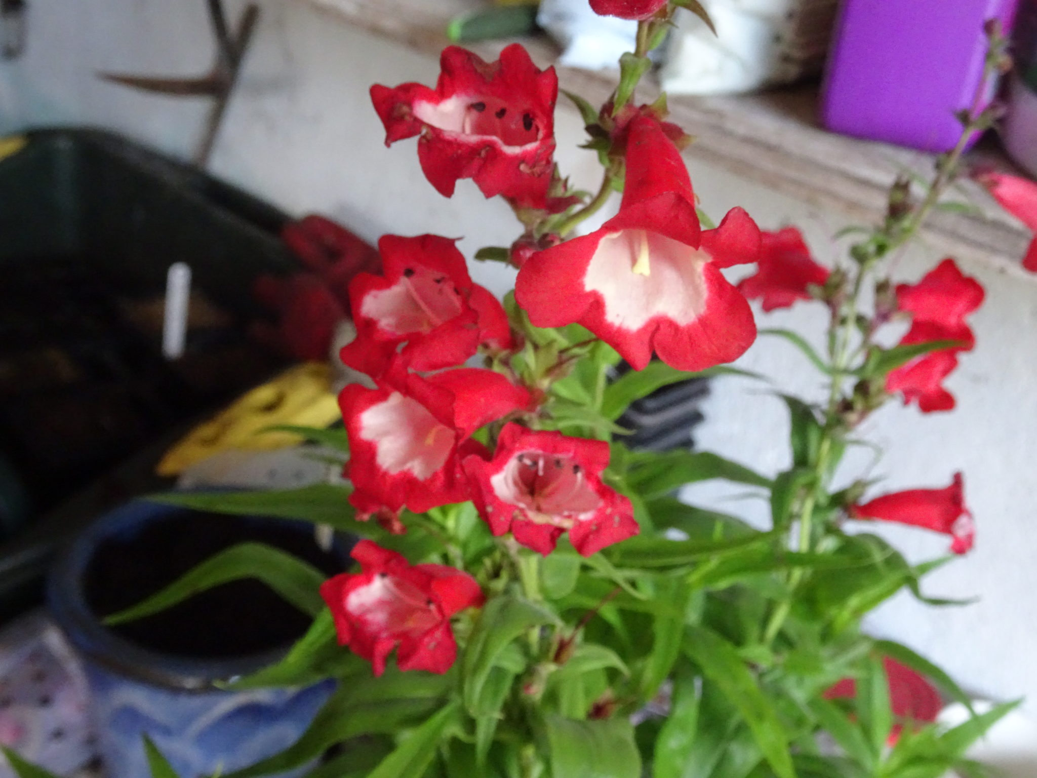Penstemon Cuttings – Gardeners Tips